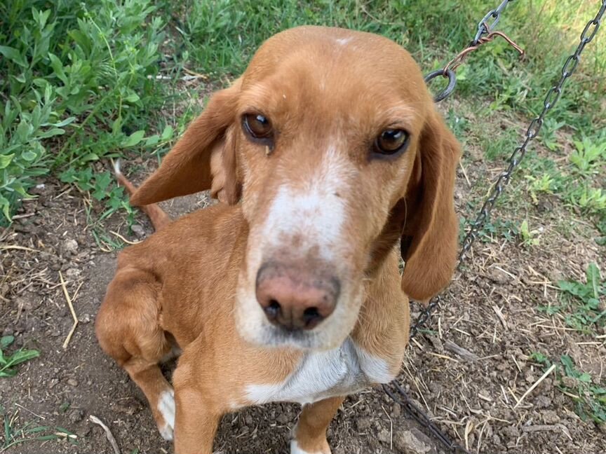 Собака в добрые руки