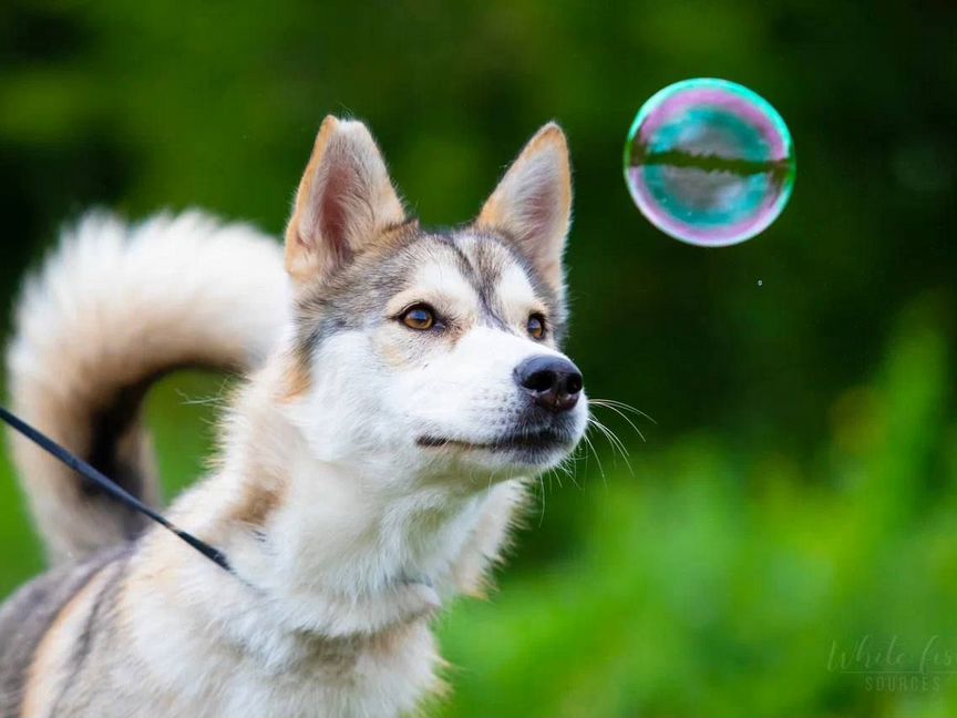 Белла в добрые руки