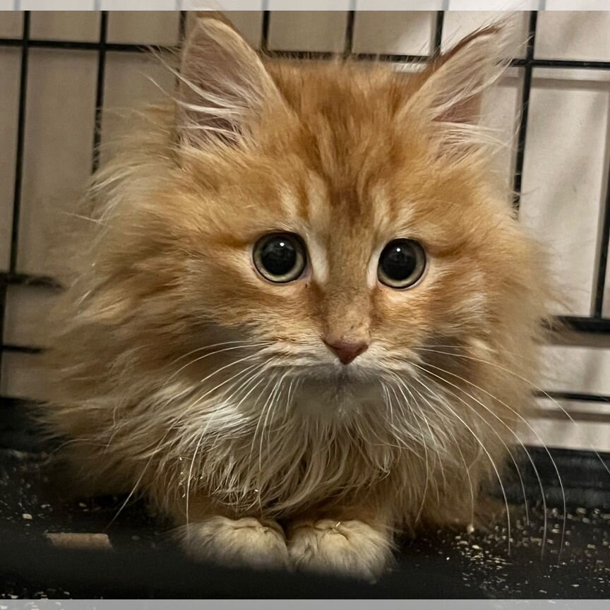 Котята рыжий серый пушистый 3 мес