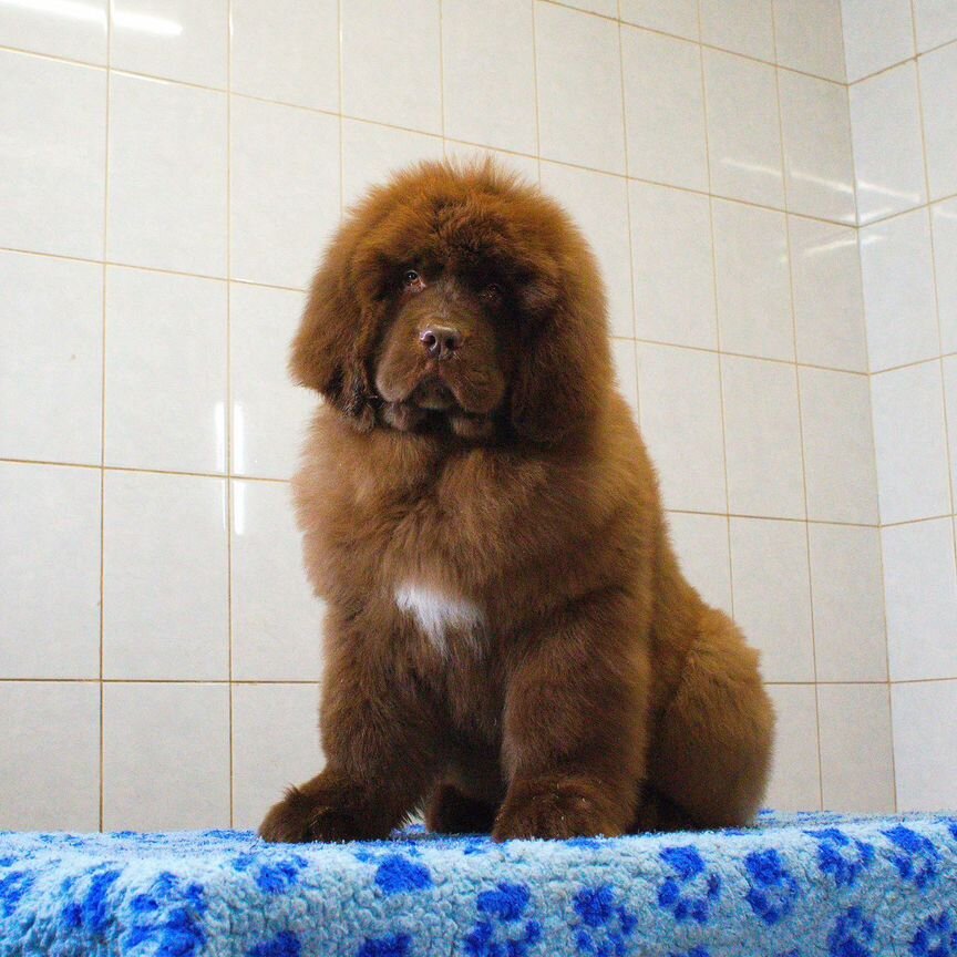 Ньюфаундленд Ждущий Солнца, мальчик, 5 месяцев