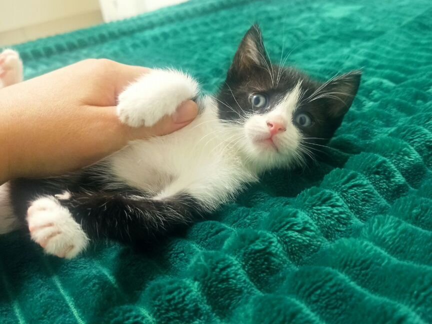 Котёнок домашний, мальчик