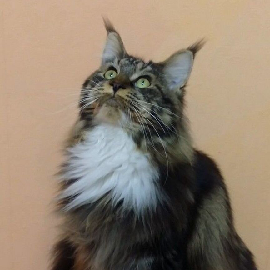 Мейн Кун Кошка