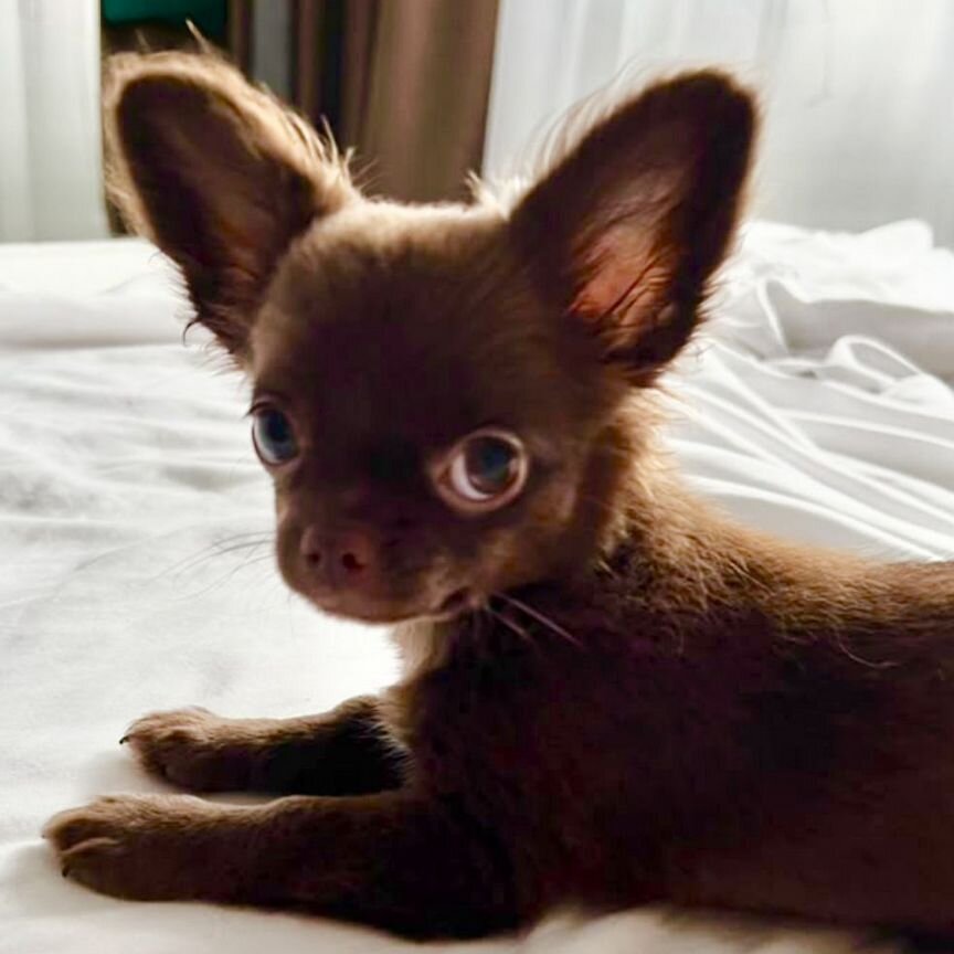 Чихуахуа, щенок