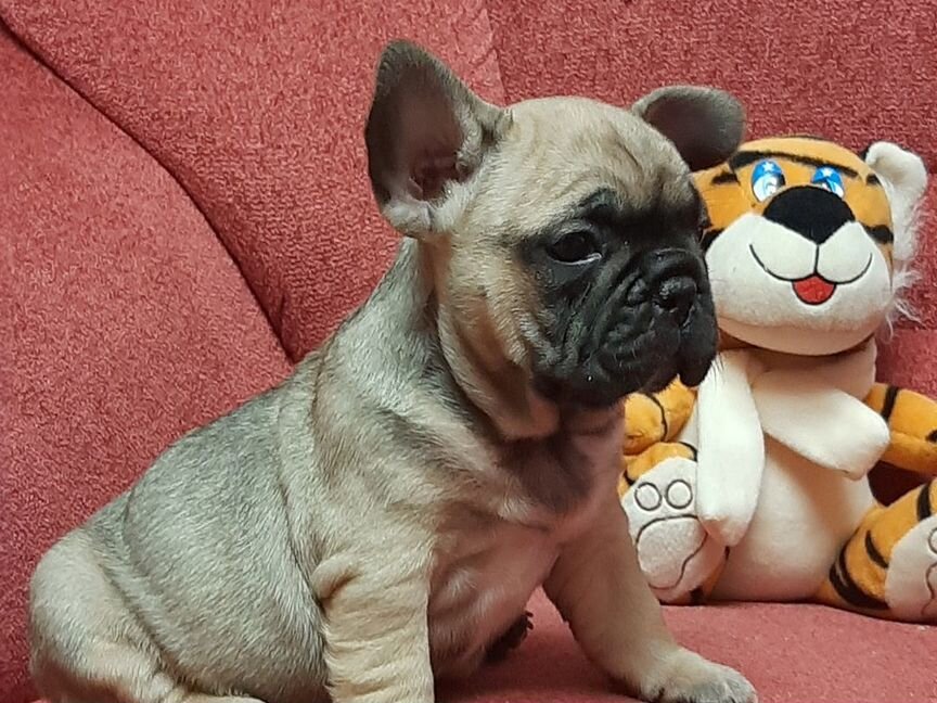 Очаровательный плюшистый француз