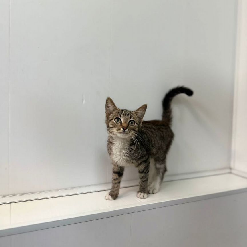 Маленькое чудо ищет дом