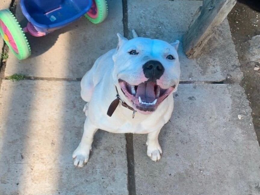 Американский стаффордширский терьер взяка