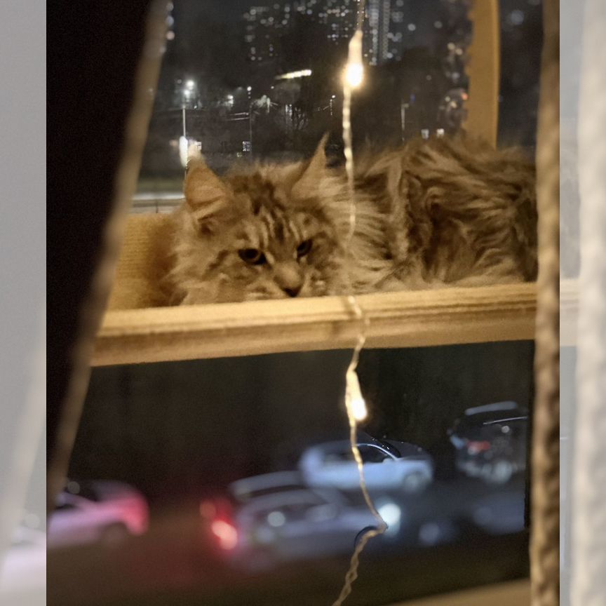 Мейн-кун, взрослая кошка