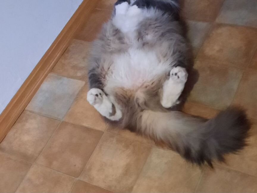 Кот 17 месяцев