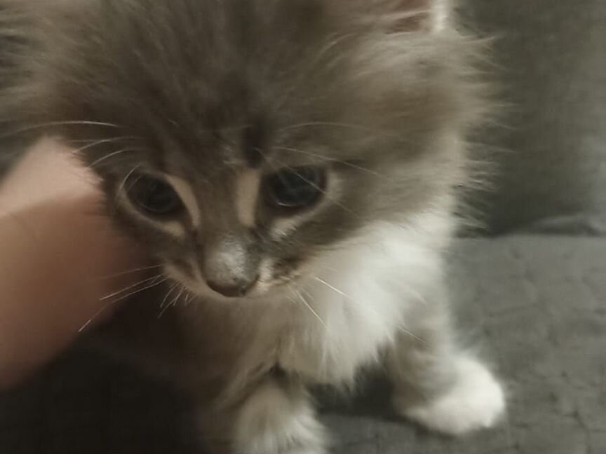 Отдам котëнка