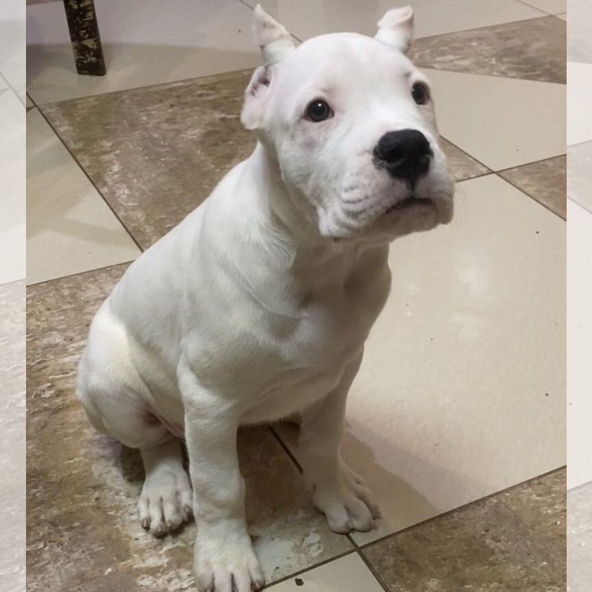 Аргентинский дог, щенок