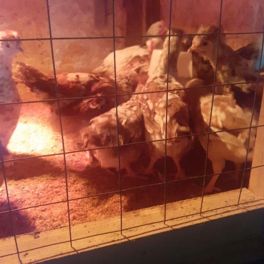 Куры молодки