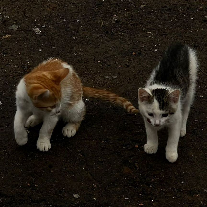 Кошечки с мусорки