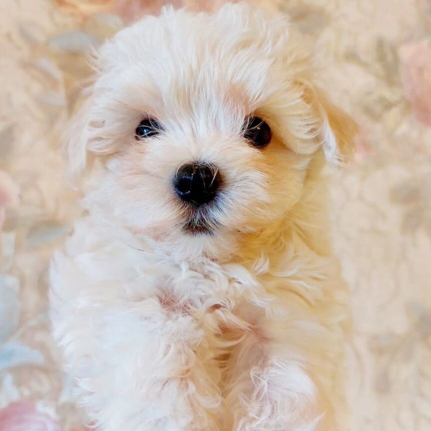 Щенки мальтезе девочка и мальчики