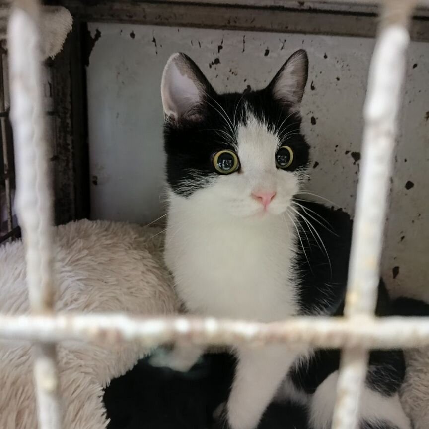 Молодой котик в ответственные руки