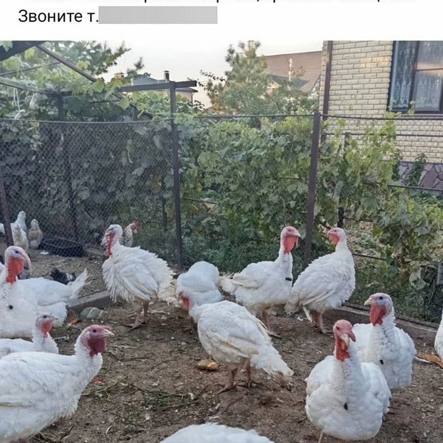 Продам домашнюю индюшку