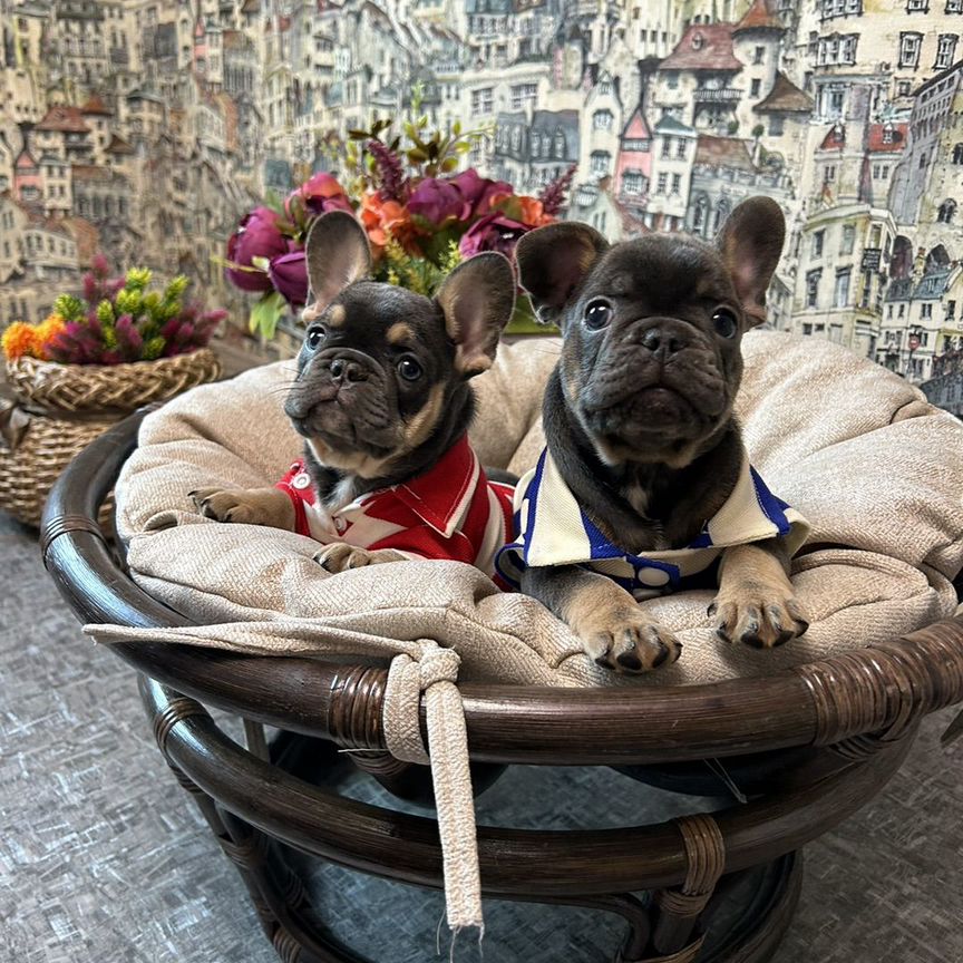 Французский бульдог