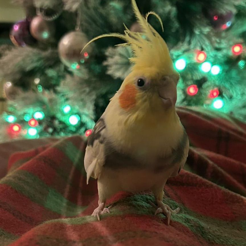 Корелла с клеткой