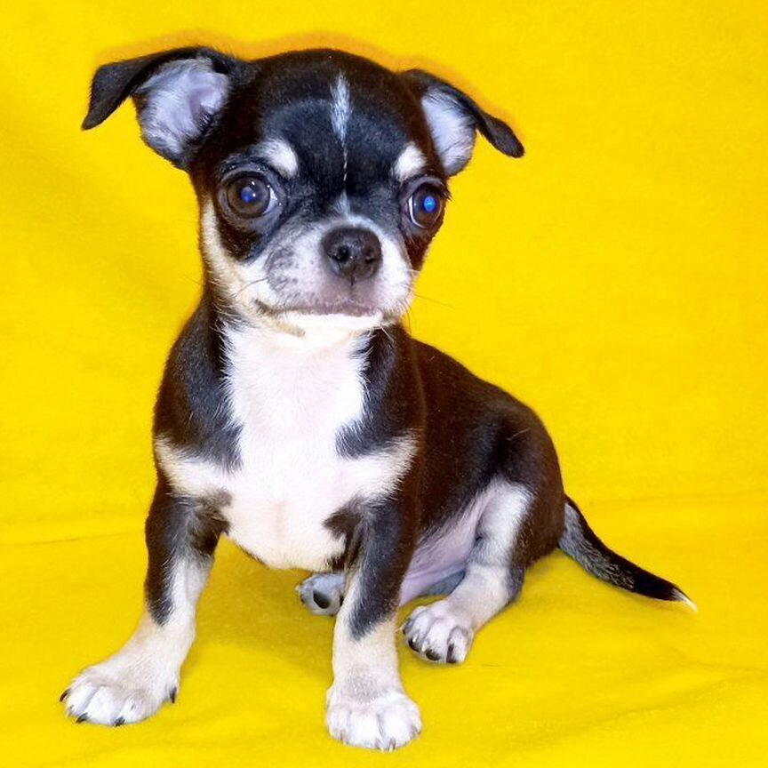 Чихуахуа, щенок