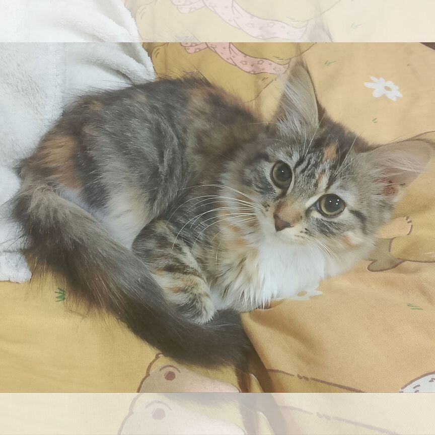 Котёнок в добрые руки