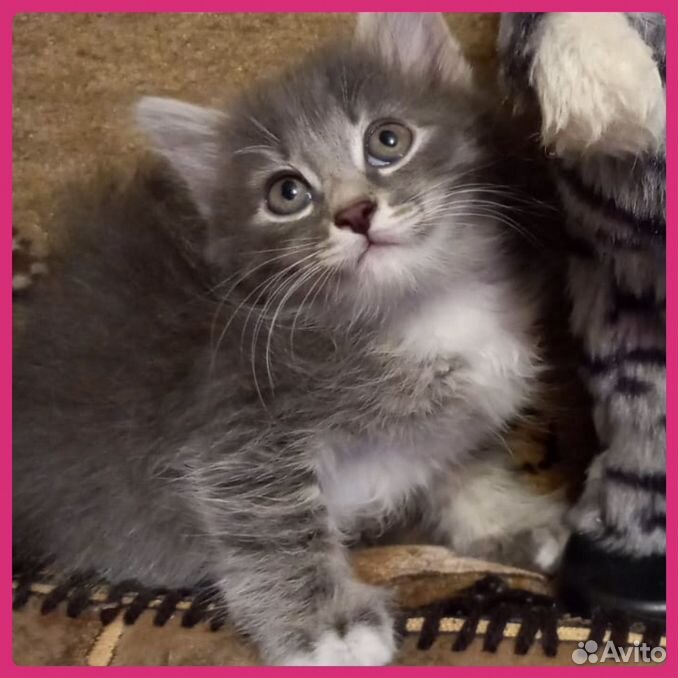 Котята окраса вискас 2 мес