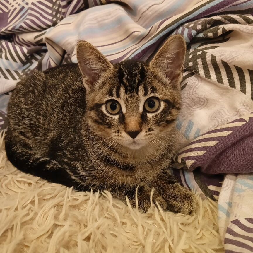 Отдам котëнка в добрые руки 2,5 месяца