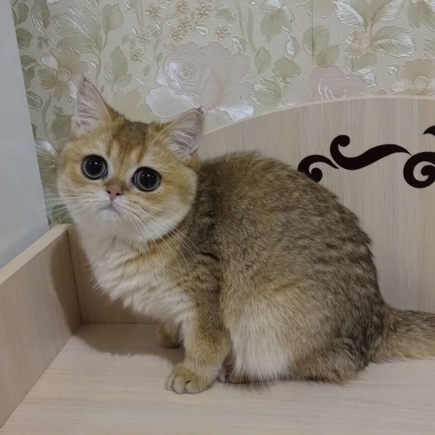 Золотые британочки
