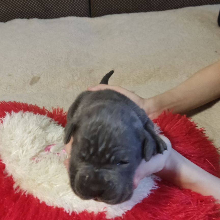 Конекорсо щенки