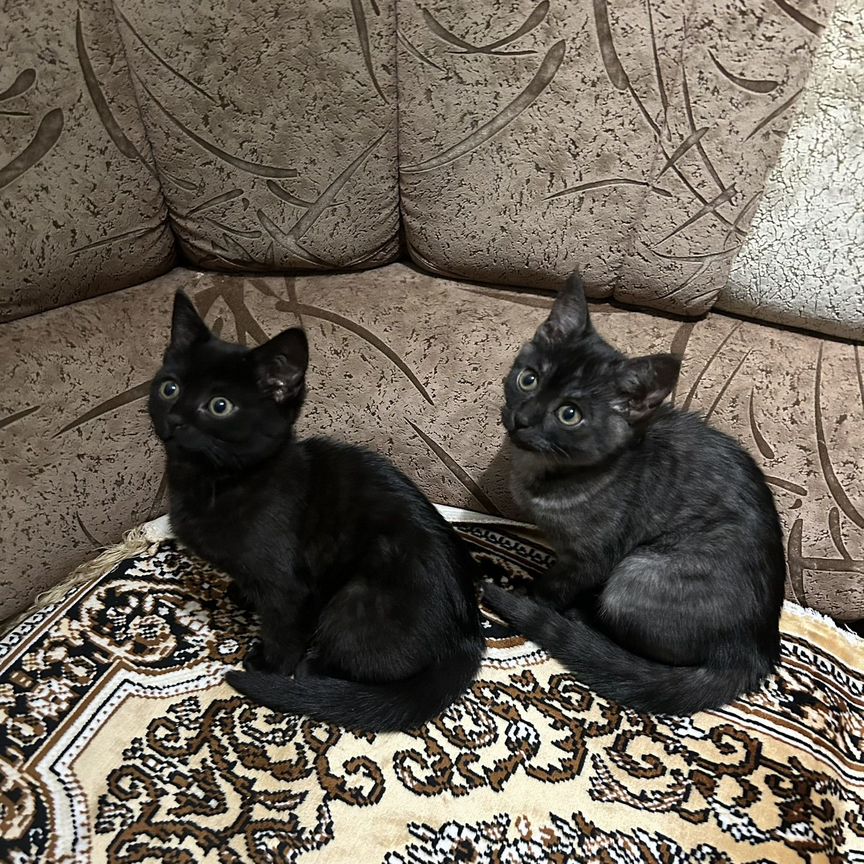 Котята в добрые руки даром