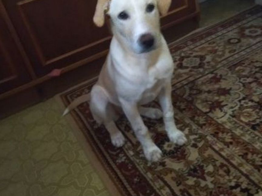 Отдам в добрые руки лабрадора
