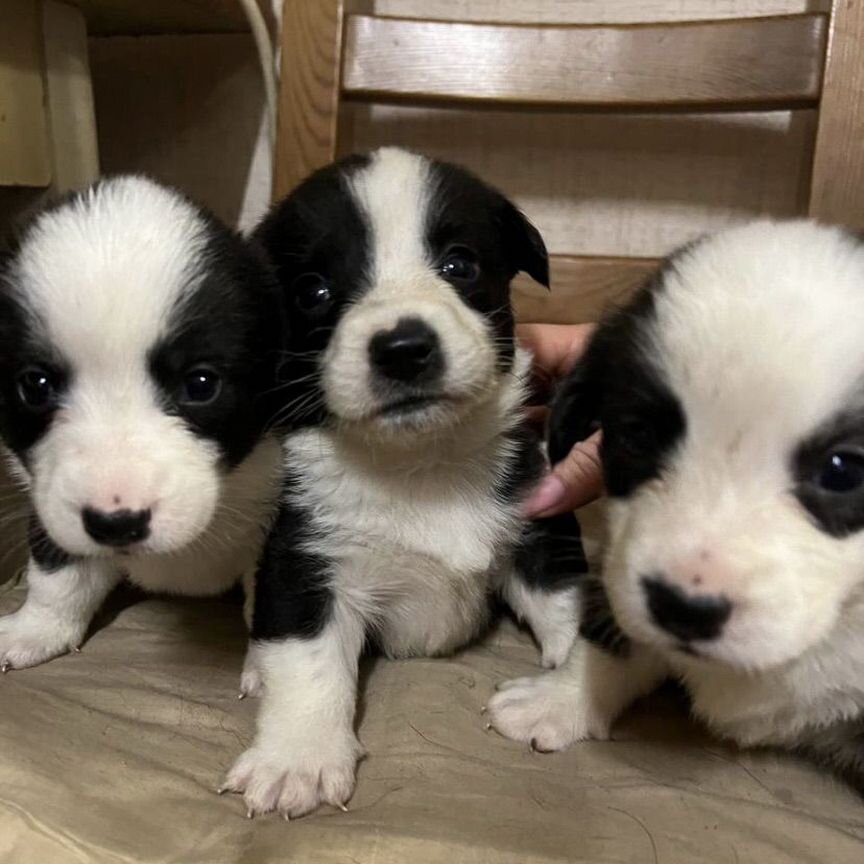 Щенки корги