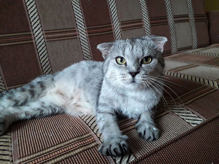 Вислоухая кошка в хорошие руки