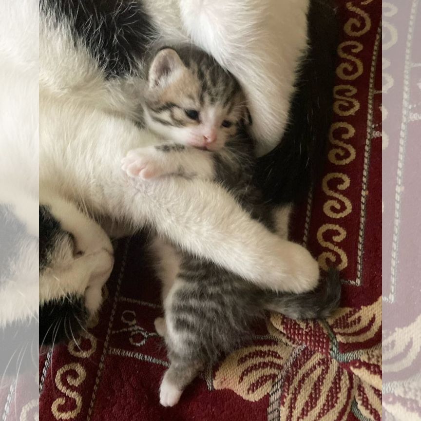 Кошка беспородная