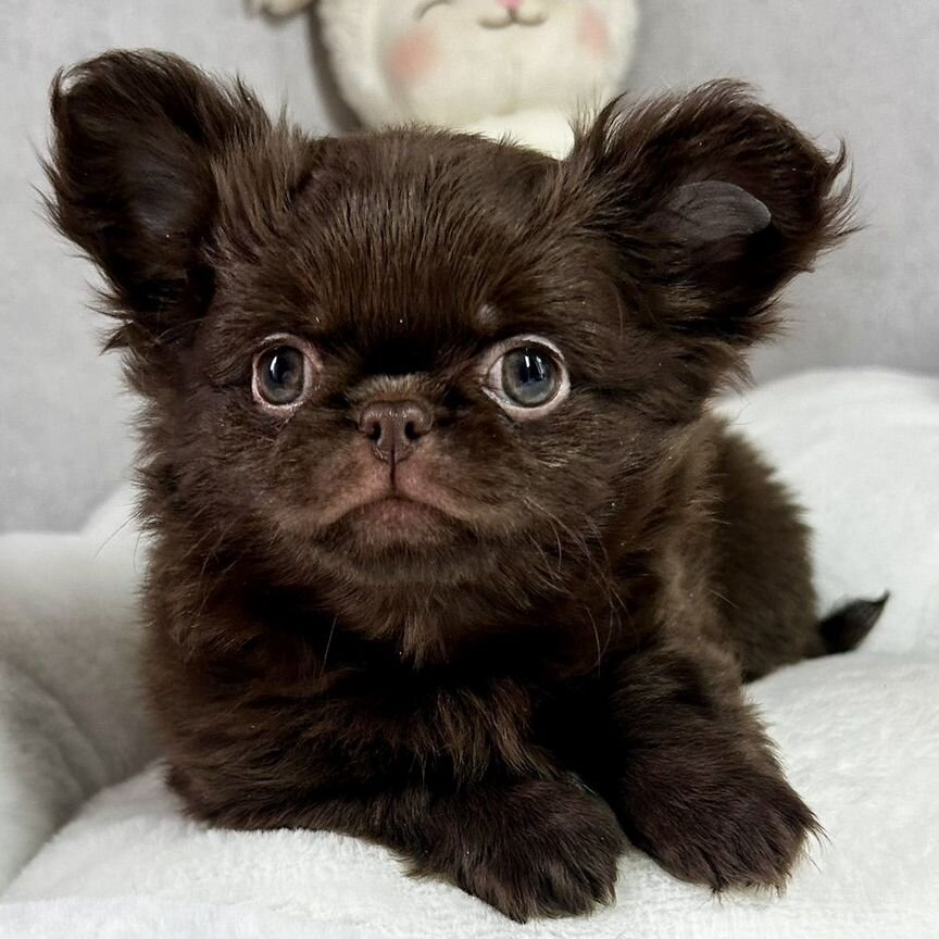 Чихуахуа, щенок