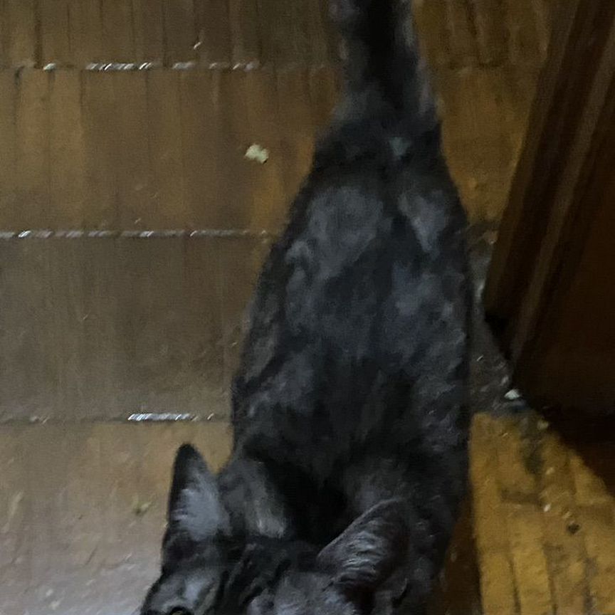 Кот в добрые руки