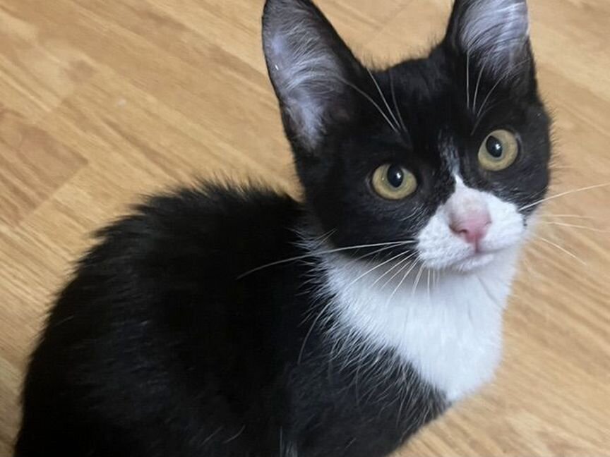 Котята в добрые руки приучены к лотку