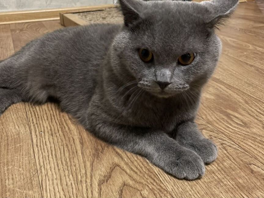 Котик в добрые руки