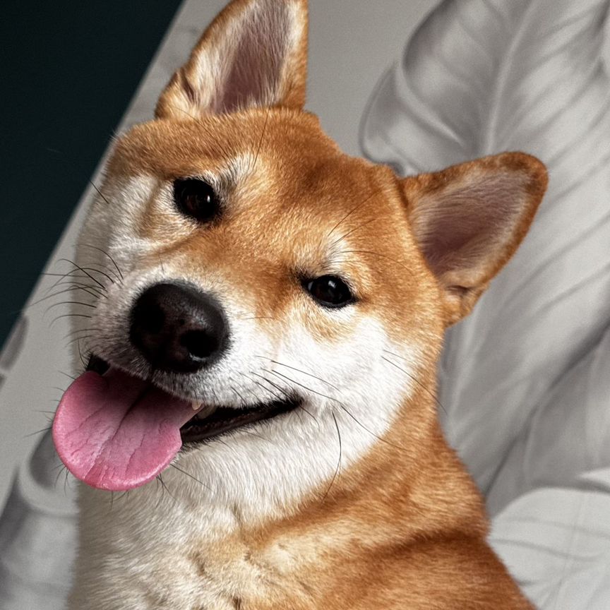 Сиба-ину, вязка