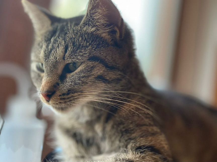 Европейская