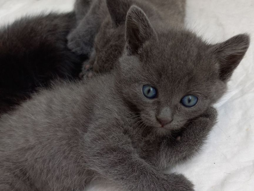 Нежная серая кошечка с белым бантиком