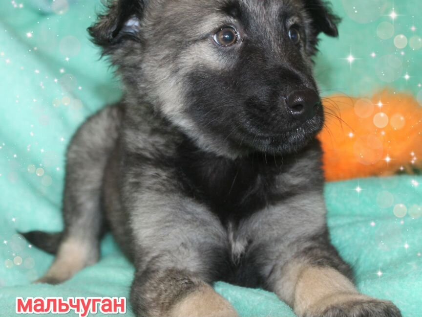Собака,но ещё щеночек в поисках любящего хозяина