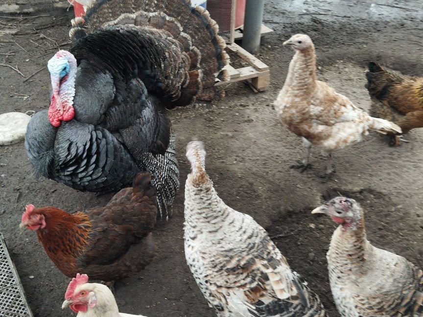 Инкубационное яйцо индюшек