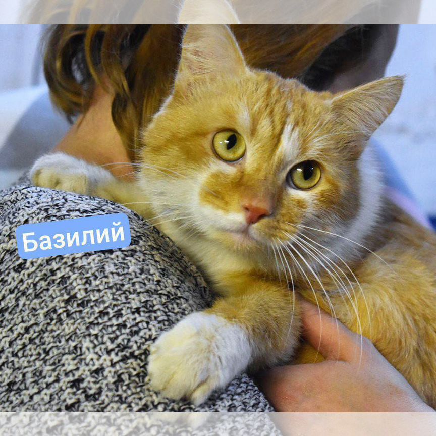 Кот Базилий ищет дом