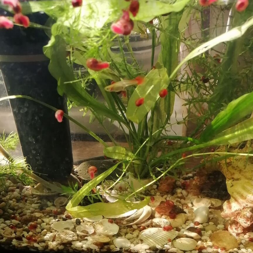 Улитки и грунт для аквариума