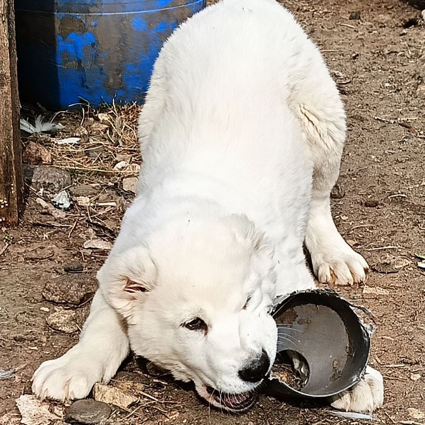 Среднеазиатская овчарка, щенок