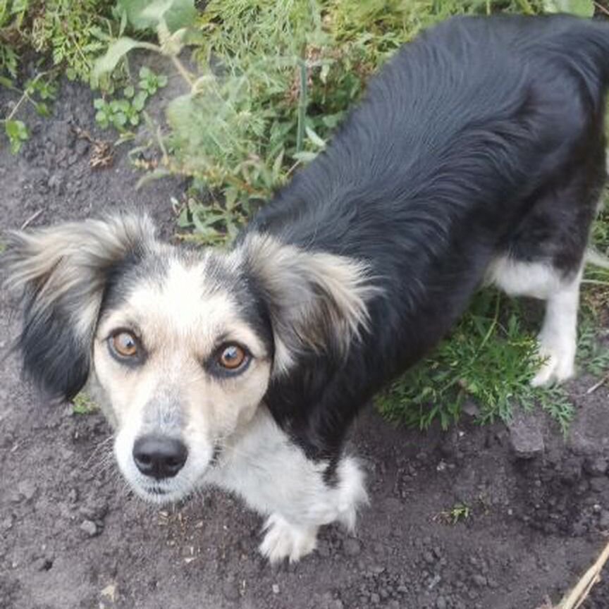 Кокер спаниель, щенок