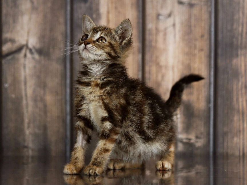 Кошка 2,5 мес