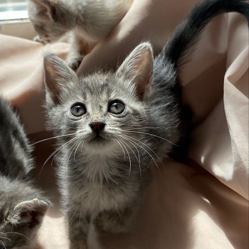Голубоглазый котенок 1,5 месяца