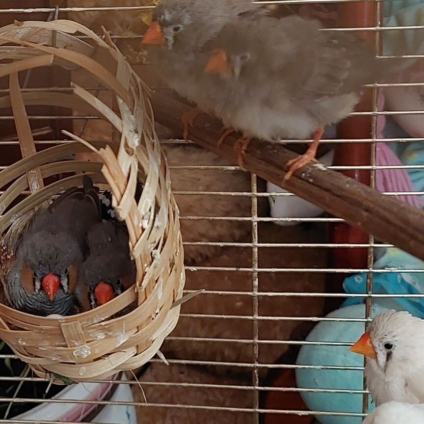 Продам амадин