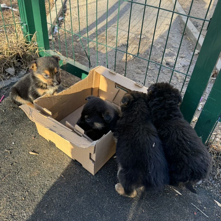 Щенок в добрые руки бесплатно