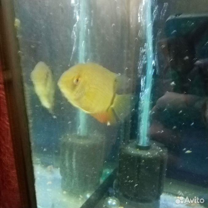 Северум восьмиполосый, скалярия